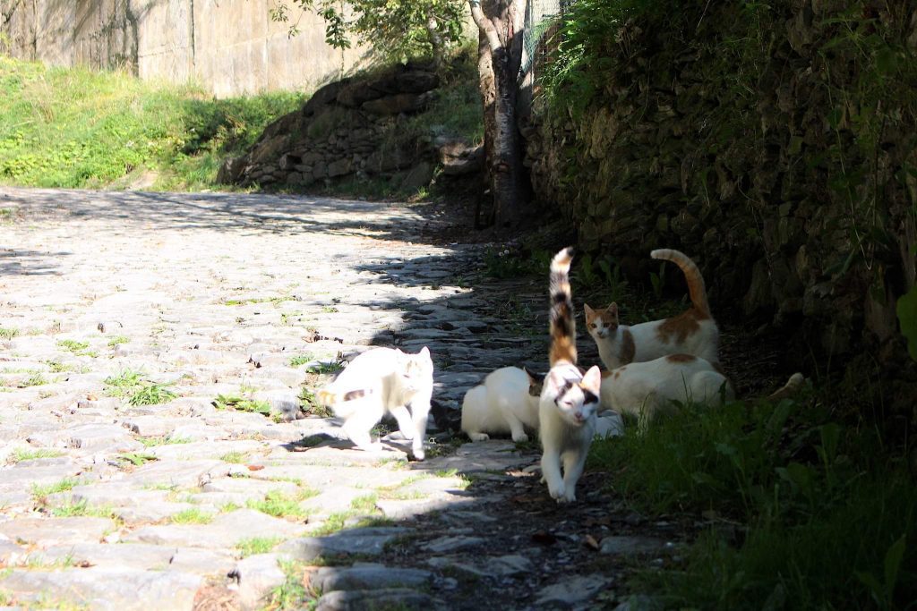 The Best Feral Cat Colony Management Guide in 2025